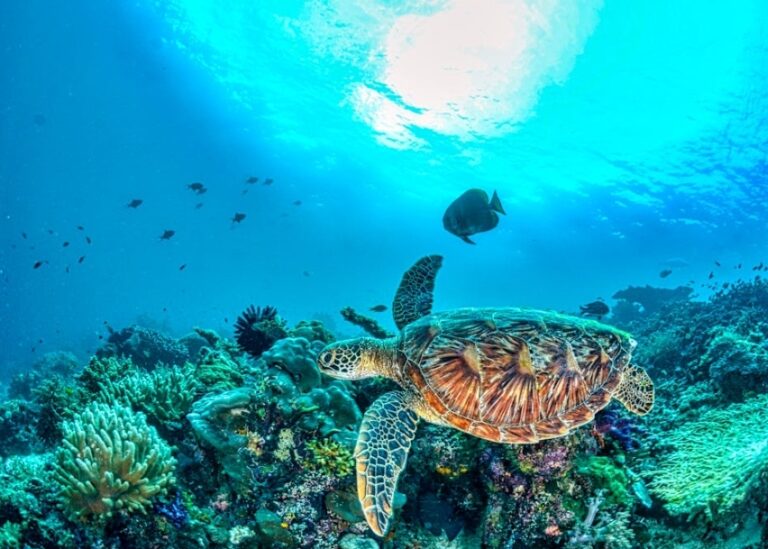 Dit moet je weten over turtle island Marathonisi op Zakynthos ...